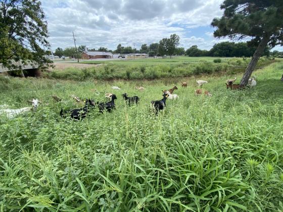 Elk City conducts successful ‘Great Goat Experiment’ | Cordell Beacon